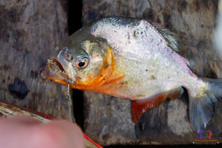 Walking in the Amazon Rainforest & Piranha Fishing - Travelbookworm